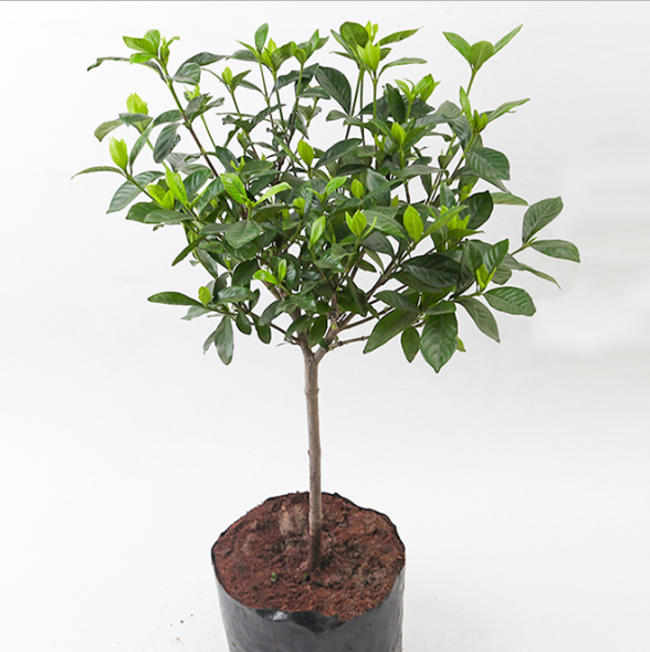 栀子花盆栽带花苞大花浓香四季开花苗观花植物庭院花卉盆栽花绿植花卉盆栽 大叶栀子花 3年苗盆栽【图片 价格 品牌 报价】-京东